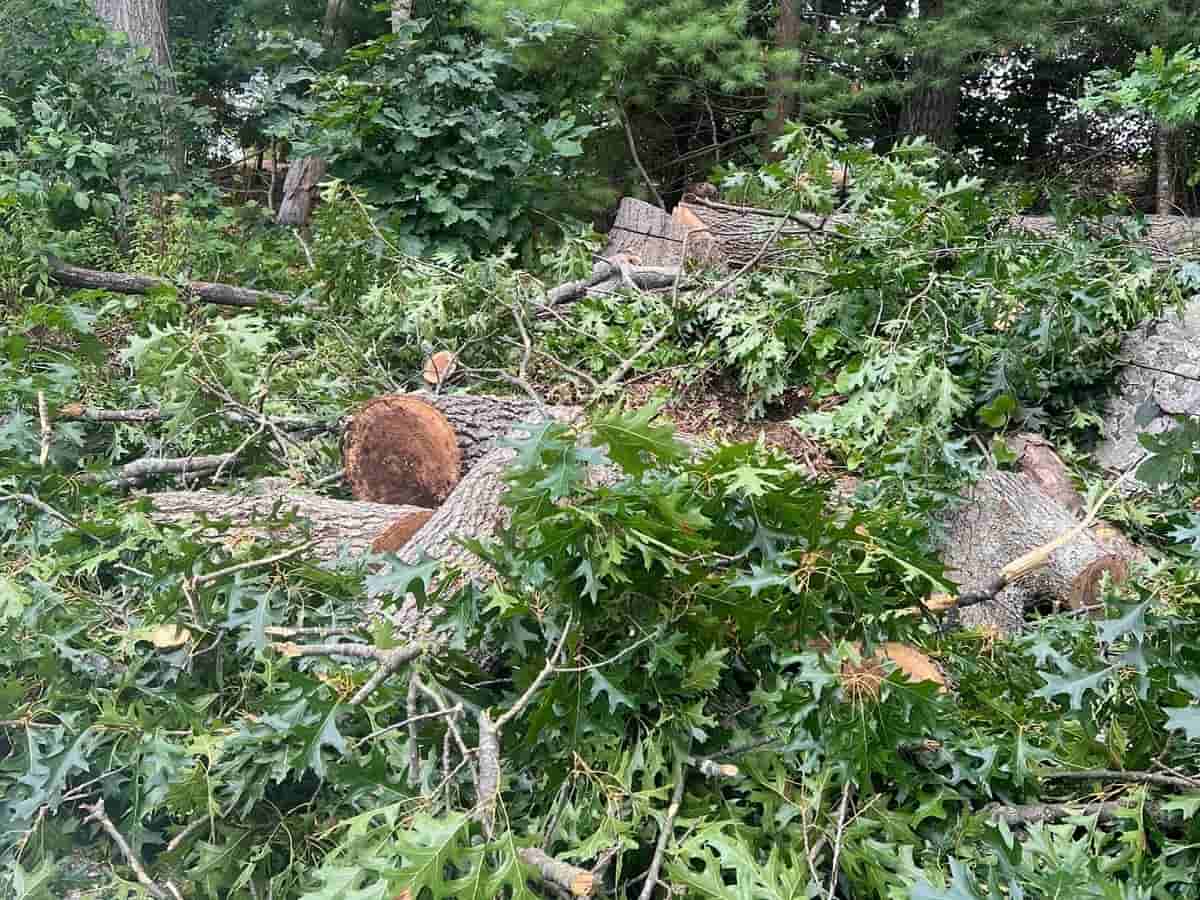 Tree Removal Services - Ever's Landscaping
